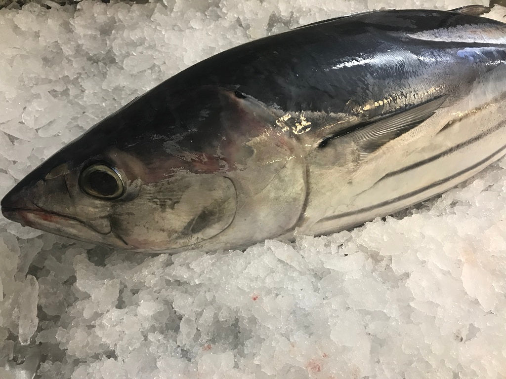 Bonito / Bonito Listado (piezas enteras) – Pescadería El Muellito
