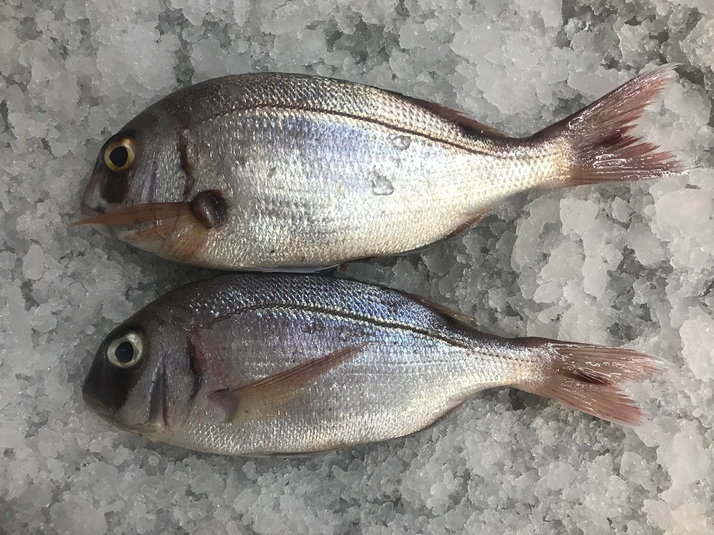 Pargo (Bocinegro) – Pescadería El Muellito