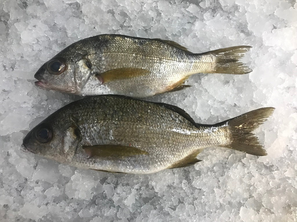 Roncador (Roncador / Tronelero) – Pescadería El Muellito