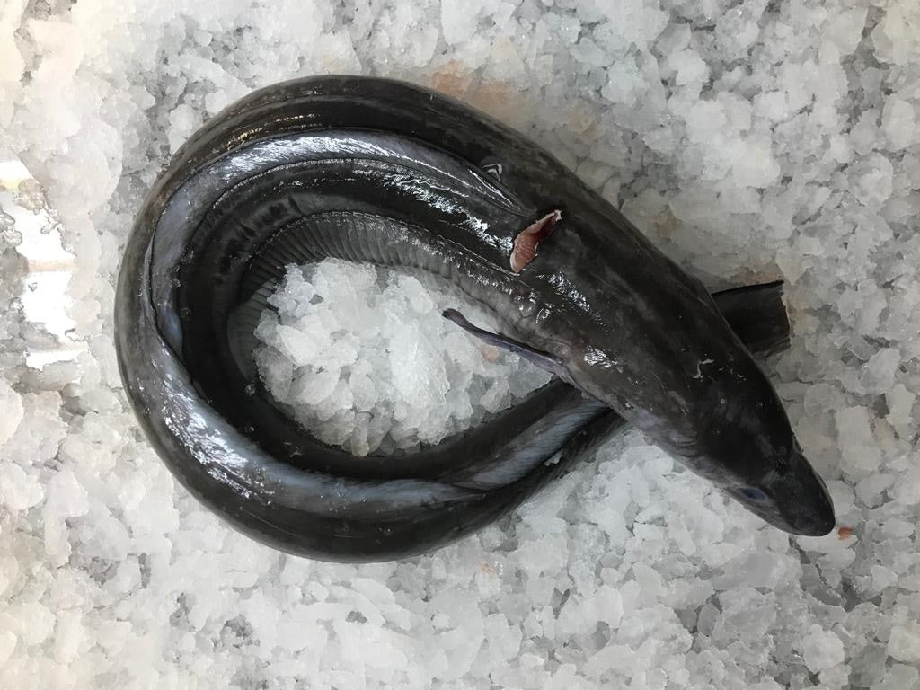 Congrio – Pescadería El Muellito