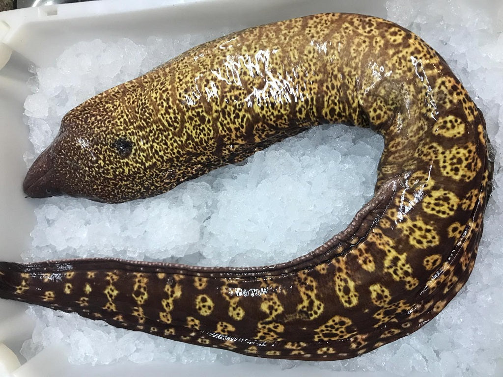 Morena (Morena) Morena Pintada – Pescadería El Muellito