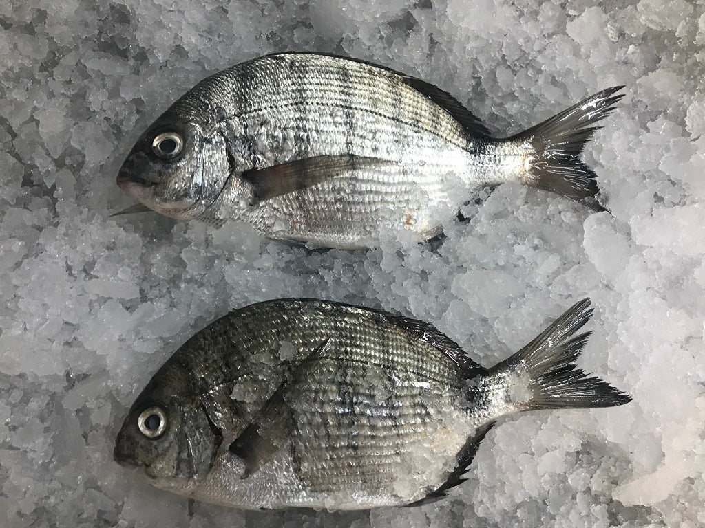 Sargo Blanco – Pescadería El Muellito